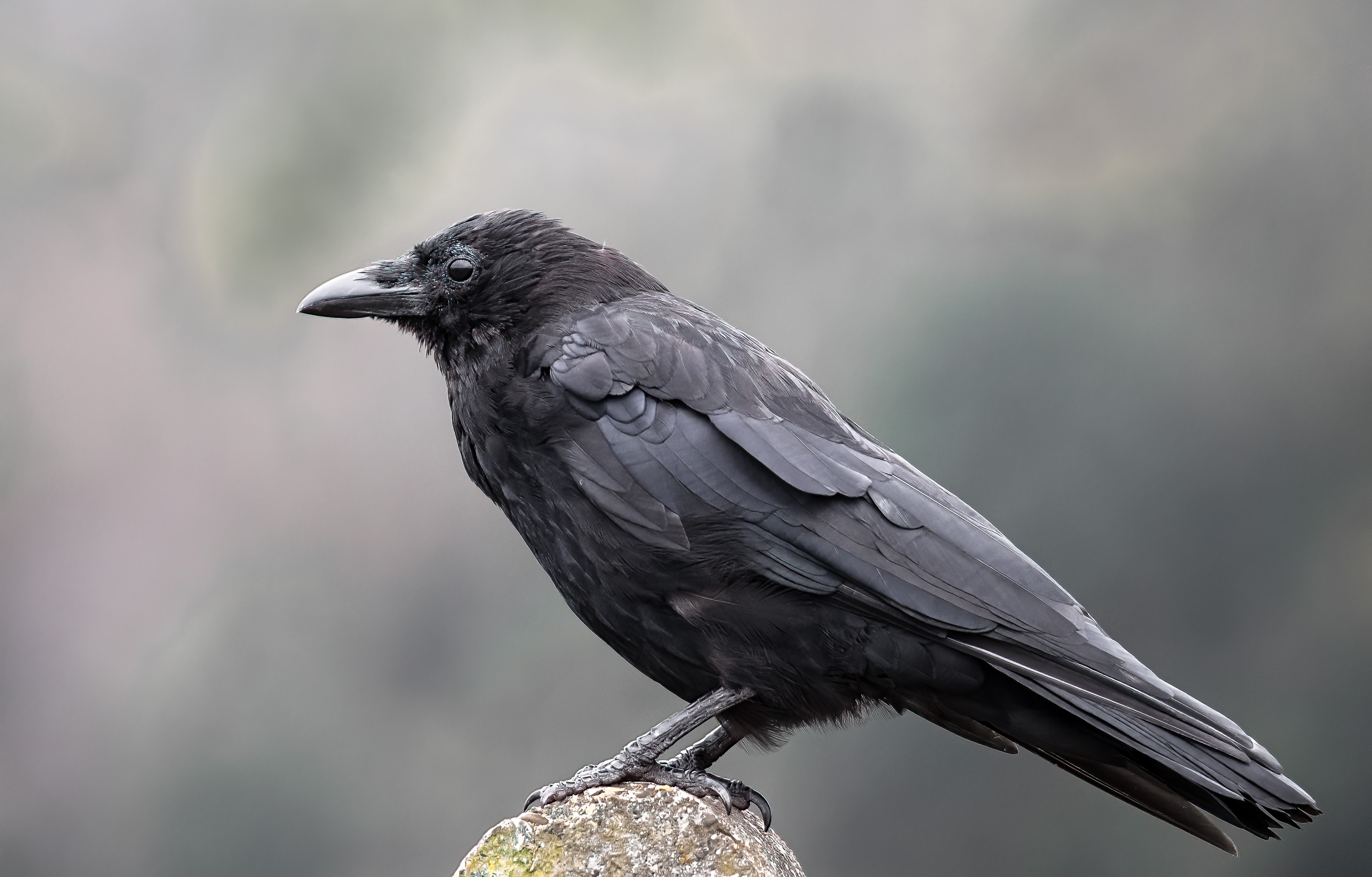 Getting The Black Black – Meter The Light