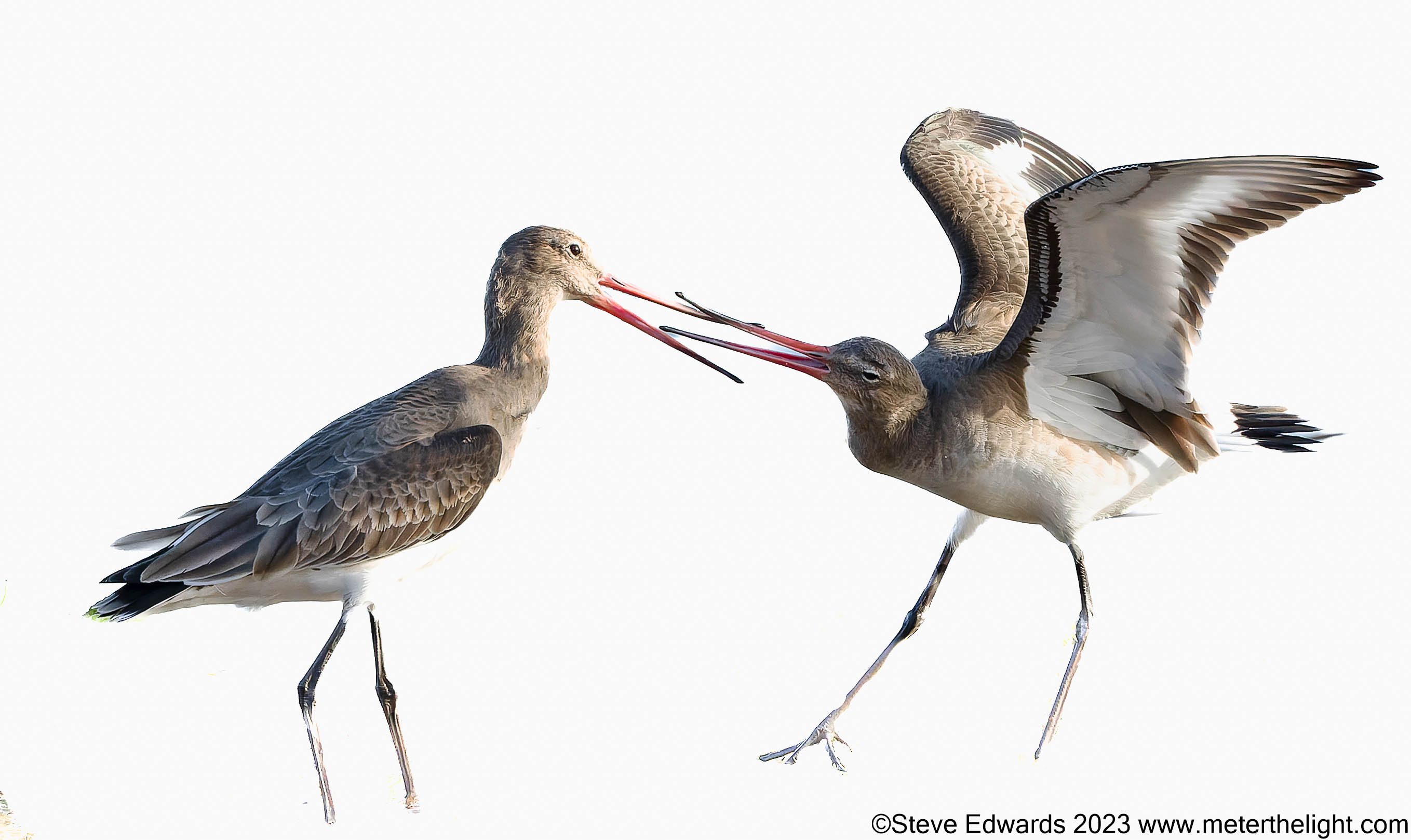 Meter The Light – 'Chase The Light – Meter The Light – Shoot The Light'